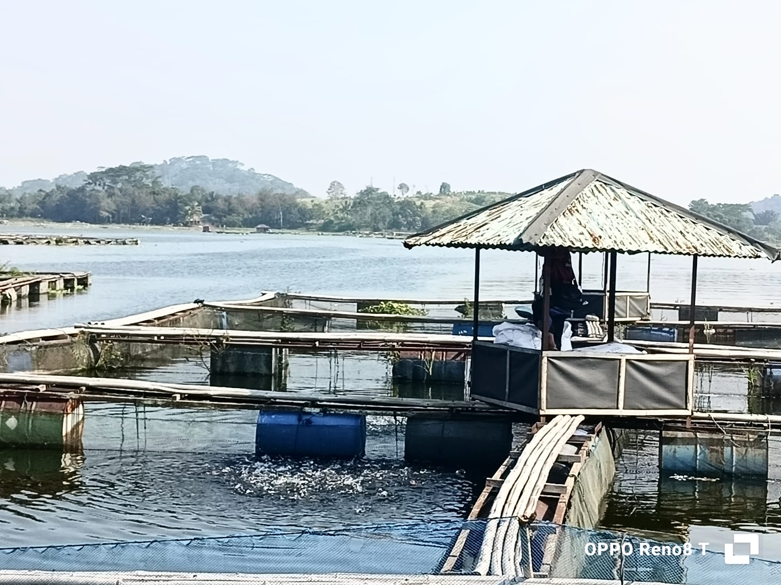 Ikan Budidaya Cirata Aman Dikonsumsi, Petani Japung Lega Usai Hasil Uji ...
